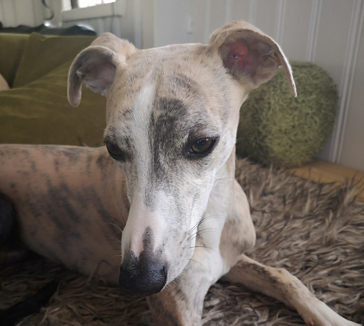 Pippi – Allfirda kennel